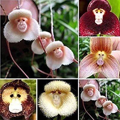 Elwyn 100 Monkey Face Orchid Plant Seeds