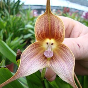 Elwyn 100 Monkey Face Orchid Plant Seeds