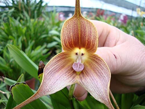 Elwyn 100 Monkey Face Orchid Plant Seeds