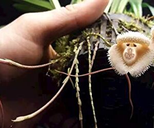 Elwyn 100 Monkey Face Orchid Plant Seeds