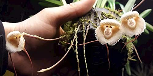 Elwyn 100 Monkey Face Orchid Plant Seeds