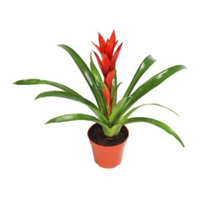 Red Bromeliad -4'' from California Tropicals