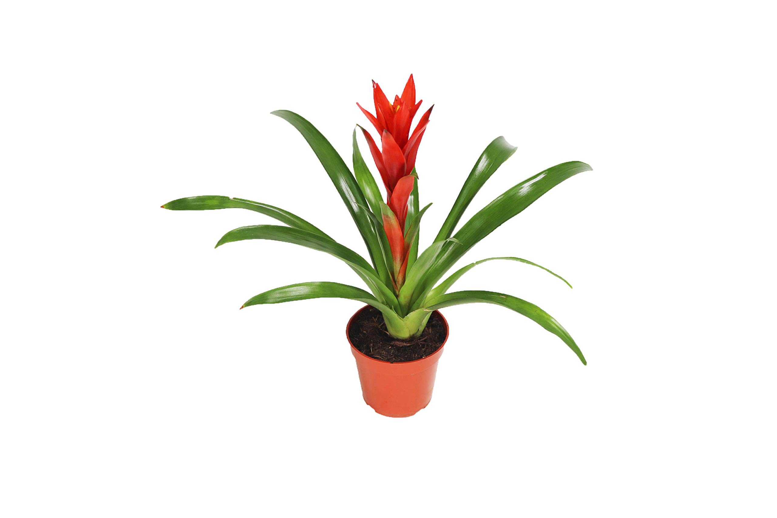 Red Bromeliad -4'' from California Tropicals