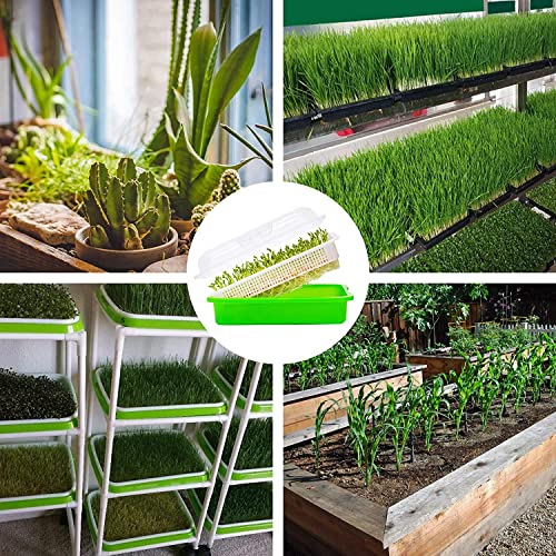 Legigo 5 Pack Seed Sprouter Trays with Lids- Soil-Free Cultivation Germination Tray, BPA Free Micro Greens Growing Trays Seed Sprouting Trays Kit with Germinating Paper for Wheatgrass, Beans and More