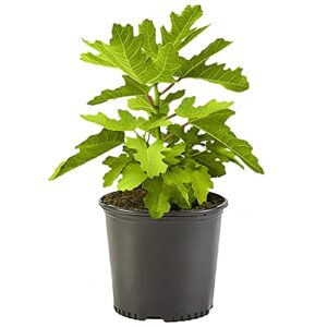 shrub black mission, 1 gallon, lush green foliage with deep purple figs