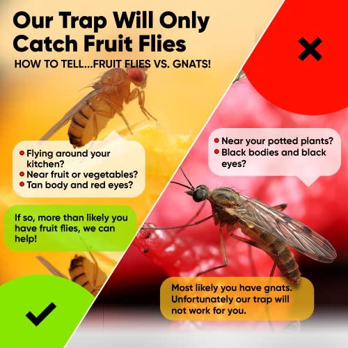 The Ultimate Fruit Fly Trap: Eco-Friendly, Reusable Indoor Kitchen Solution | Non-Toxic, Natural Bait Lure Effectively Catches & Kills Fruit Flies