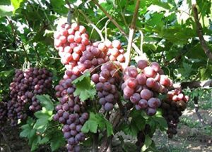 zellajake 30pcs grape vine seeds sweet fruit seed succulent plants indoor bonsai