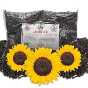 FAMILY FARM AND FEED | Four Season | Black Oil Sunflower Seed | 4 Pounds | Wild Bird Food | Backyard Songbird