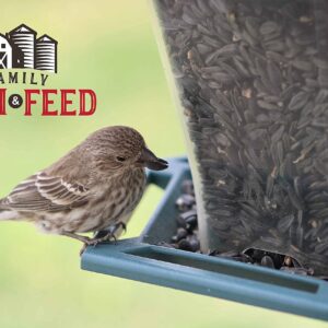 FAMILY FARM AND FEED | Four Season | Black Oil Sunflower Seed | 4 Pounds | Wild Bird Food | Backyard Songbird