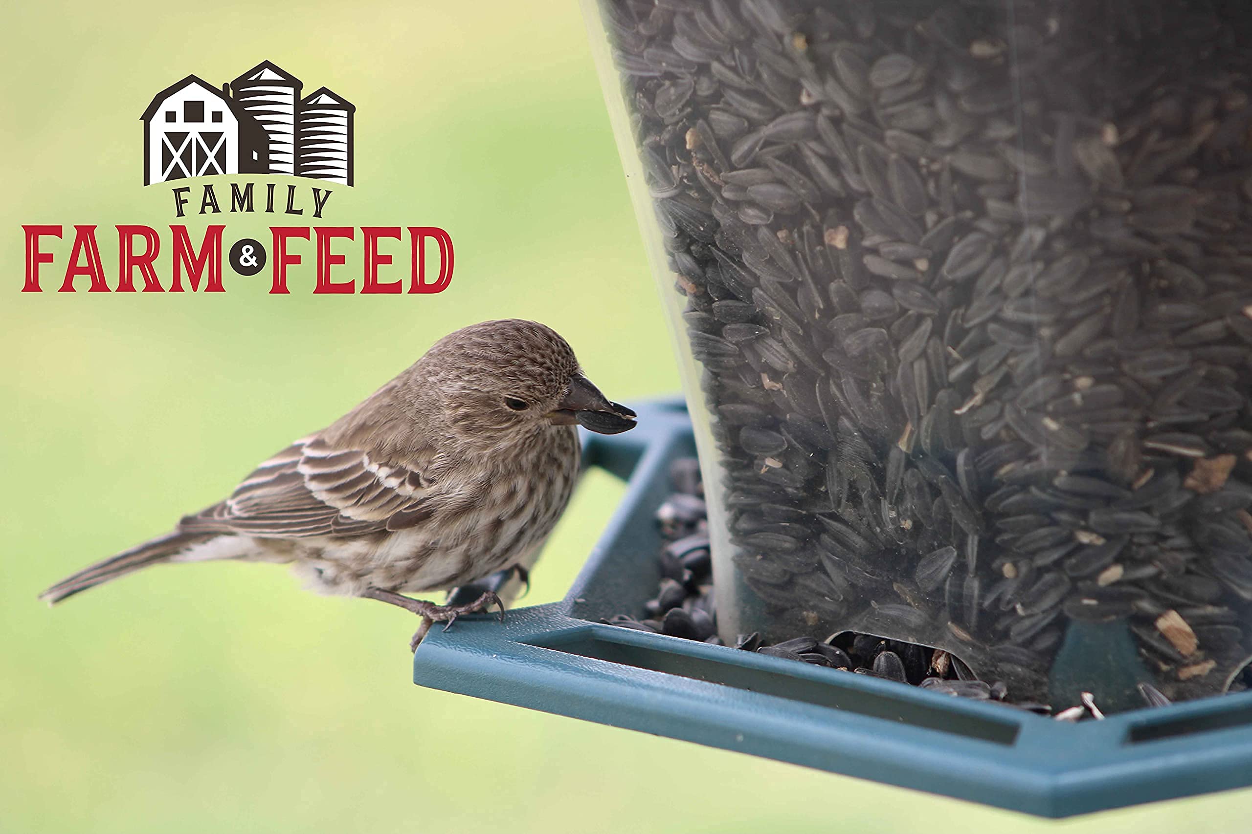 FAMILY FARM AND FEED | Four Season | Black Oil Sunflower Seed | 4 Pounds | Wild Bird Food | Backyard Songbird