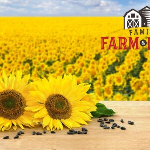 FAMILY FARM AND FEED | Four Season | Black Oil Sunflower Seed | 4 Pounds | Wild Bird Food | Backyard Songbird