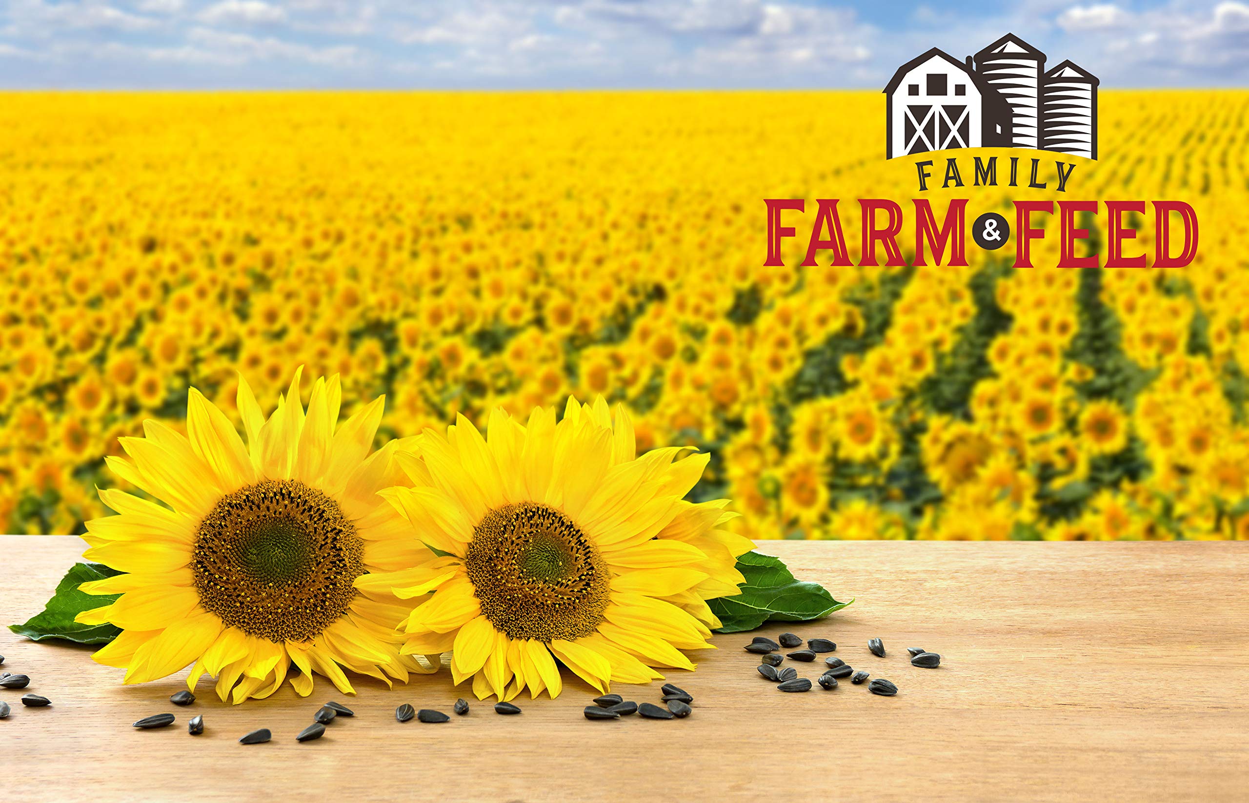 FAMILY FARM AND FEED | Four Season | Black Oil Sunflower Seed | 4 Pounds | Wild Bird Food | Backyard Songbird