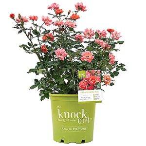 1 gallon, knock out rose coral, with gentle green foliage and bold coral pink blooms