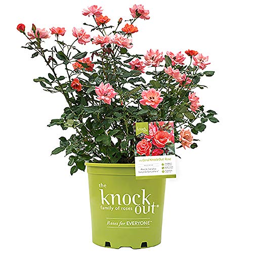 1 Gallon, Knock Out Rose Coral, with Gentle Green Foliage and Bold Coral Pink Blooms