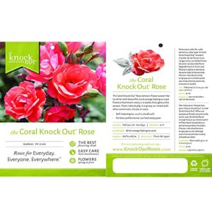 1 Gallon, Knock Out Rose Coral, with Gentle Green Foliage and Bold Coral Pink Blooms