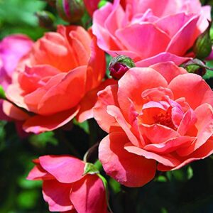 1 Gallon, Knock Out Rose Coral, with Gentle Green Foliage and Bold Coral Pink Blooms