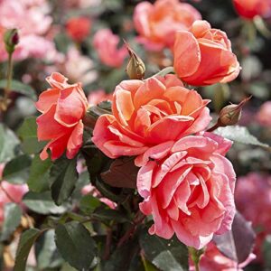 1 Gallon, Knock Out Rose Coral, with Gentle Green Foliage and Bold Coral Pink Blooms