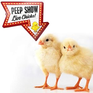 Bigtime Signs Peep Show Live Chicken Decor PVC 11"x9.5''- Chicken Coop Accessories - Chicken Gifts for Chicken Lovers, Chicken Brooder | Funny Chicken Decor for chicken feeder and chicken nesting box