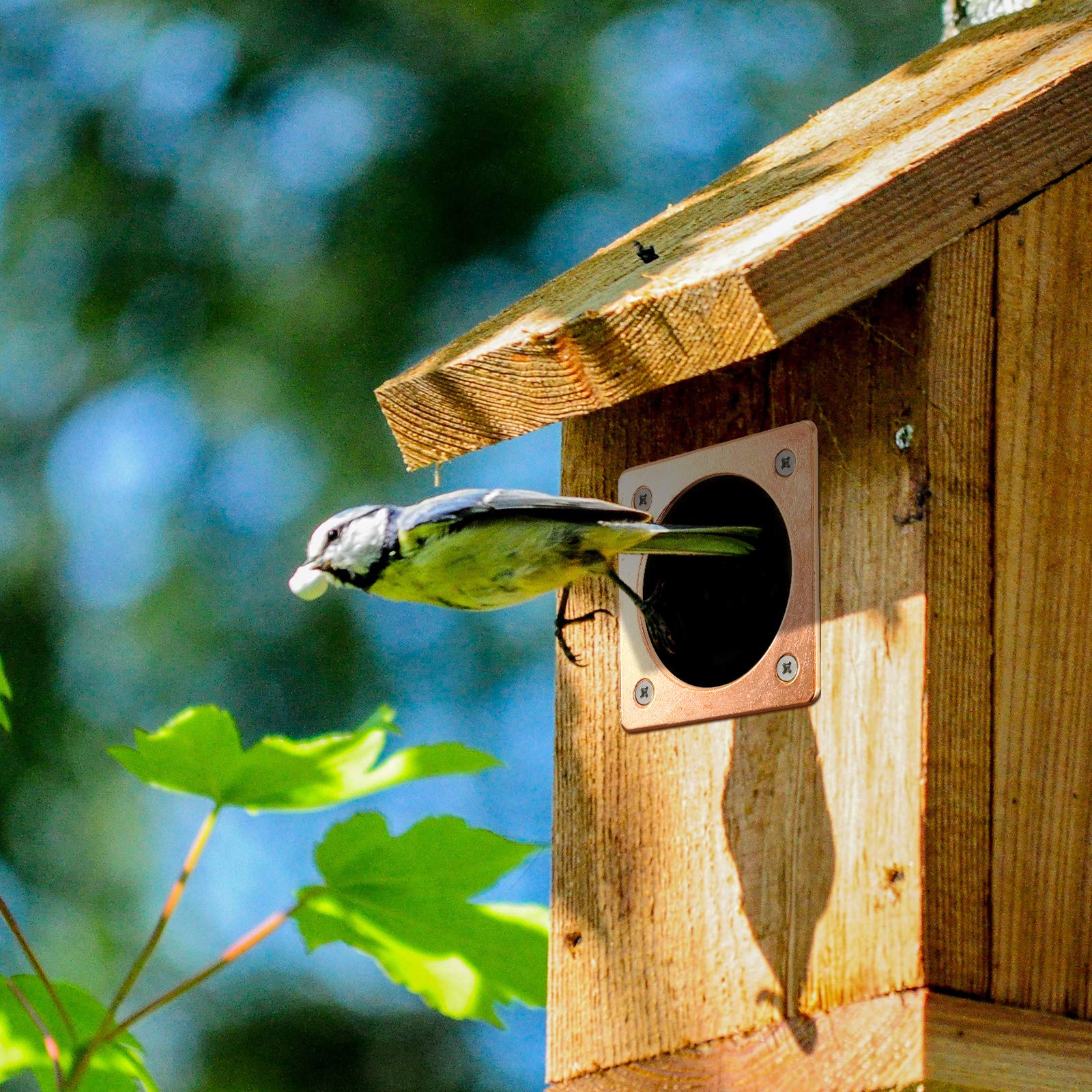 Metal Portal Bird House Guard Copper Portal for Eastern Bluebird Houses 1 Opening (6, 1.5 Inch)