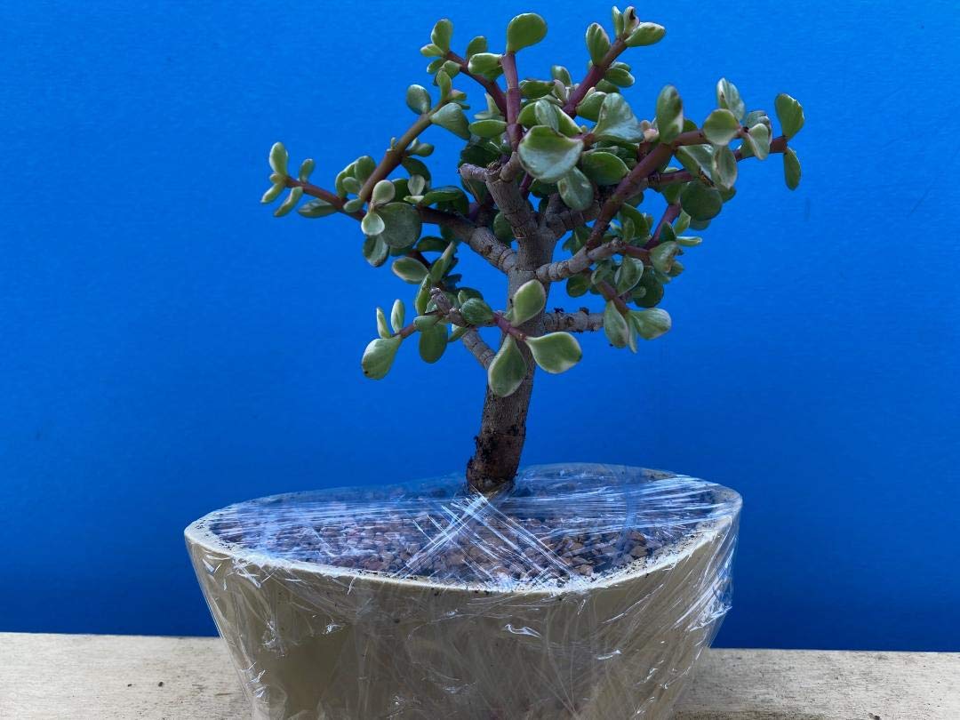 Indoorbonsaiandexotics Variegated Baby Jade Bonsai Tree Beginner