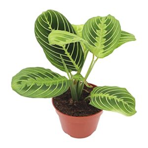 california tropicals lemon lime prayer plant - maranta - rare variety live house plant - tropical decor - unique real plants interior garden outdoors supplies - small pot - 4 inch potting decor