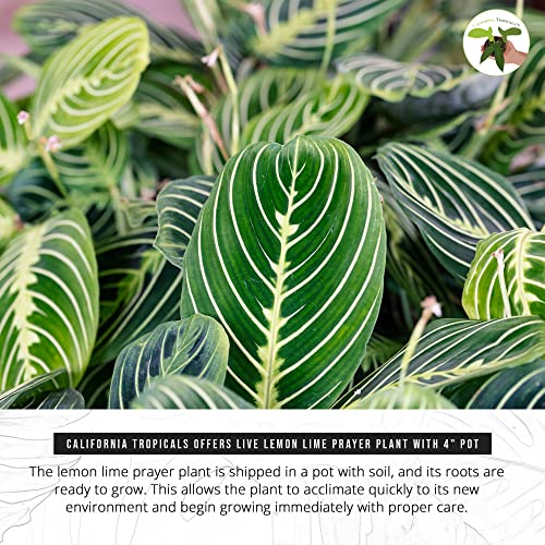 California Tropicals Lemon Lime Prayer Plant - Maranta - Rare Variety Live House Plant - Tropical Decor - Unique Real Plants Interior Garden Outdoors Supplies - Small Pot - 4 Inch Potting Decor