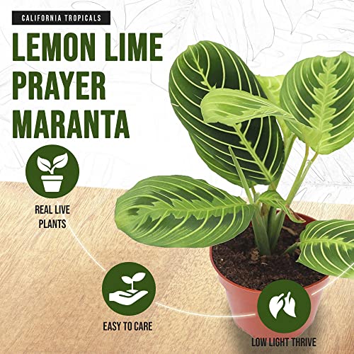 California Tropicals Lemon Lime Prayer Plant - Maranta - Rare Variety Live House Plant - Tropical Decor - Unique Real Plants Interior Garden Outdoors Supplies - Small Pot - 4 Inch Potting Decor