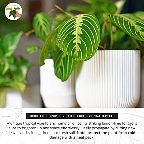 California Tropicals Lemon Lime Prayer Plant - Maranta - Rare Variety Live House Plant - Tropical Decor - Unique Real Plants Interior Garden Outdoors Supplies - Small Pot - 4 Inch Potting Decor