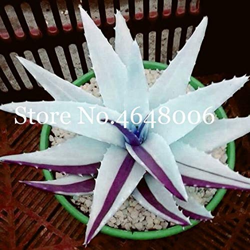 Dichondra Fresh 120 Pcs Aloe Vera Plant Seed for Planting White Green