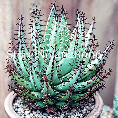 Dichondra Fresh 120 Pcs Aloe Vera Plant Seed for Planting White Green