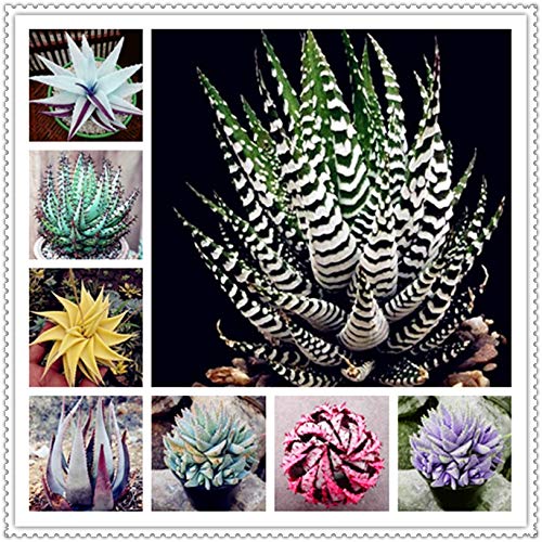 Dichondra Fresh 120 Pcs Aloe Vera Plant Seed for Planting White Green