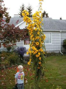 giant maximillian sunflower seeds - perennial sunflower - 200+ seeds - made in usa - maximilian giant