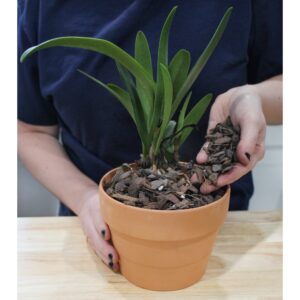 All Purpose Orchid Mix Potting Soil Indoor Plants (2 Quarts), Orchid Bark & Organic Perlite for Plants - Succulent Soil Potting Mix Indoor - Orchid Soil