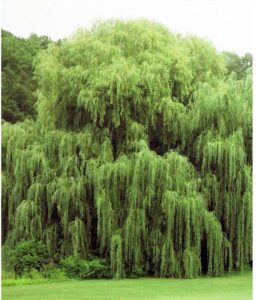 24 weeping willow tree cuttings - beautiful arching canopy - grow 24 golden weeping willow trees - live trees