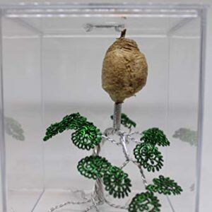 TruBlu Supply Live Chinese Ootheca Praying Mantis Egg Case + Crystal Clear Hatching Habitat Incubator Kit (Bonsai Tree),Mixed