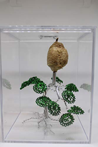 TruBlu Supply Live Chinese Ootheca Praying Mantis Egg Case + Crystal Clear Hatching Habitat Incubator Kit (Bonsai Tree),Mixed