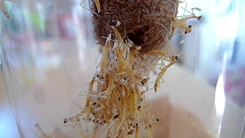 TruBlu Supply Live Chinese Ootheca Praying Mantis Egg Case + Crystal Clear Hatching Habitat Incubator Kit (Bonsai Tree),Mixed