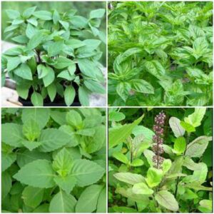 smartme holy basil plants~tulsi~sacred basil well rooted live plants 5 to 7 inches