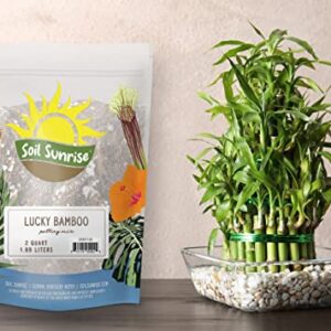 Lucky Bamboo Plant Potting Mix (2 Quarts), Custom Soil Mix for Repotting