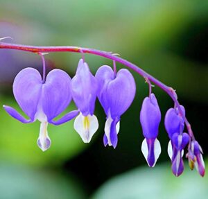 10pcs rare purple bleeding heart seeds dicentra spectabilis flower seeds