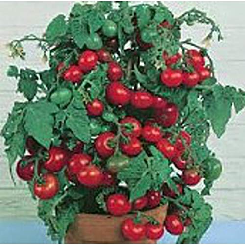 Tiny Tim Tomato Seeds (25+ Seeds)(More Heirloom, Non GMO, Vegetable, Fruit, Herb, Flower Garden Seeds (25+ Seeds) at Seed King Express)