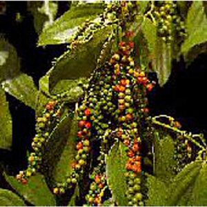 unbrandred peppercorns (black pepper) seeds (25+ seeds)(more heirloom, organic, non gmo, vegetable, fruit, herb, flower garden seeds (25+ seeds) at seed king express)