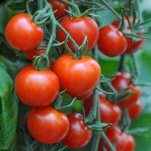 mountain magic f1 hybrid tomato seeds (20 seed pack)