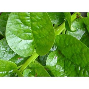 malabar green spinach seeds (25 seed package)