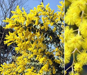 30+ golden mimosa seeds albizzia acacia tree yellow wattle tree flower