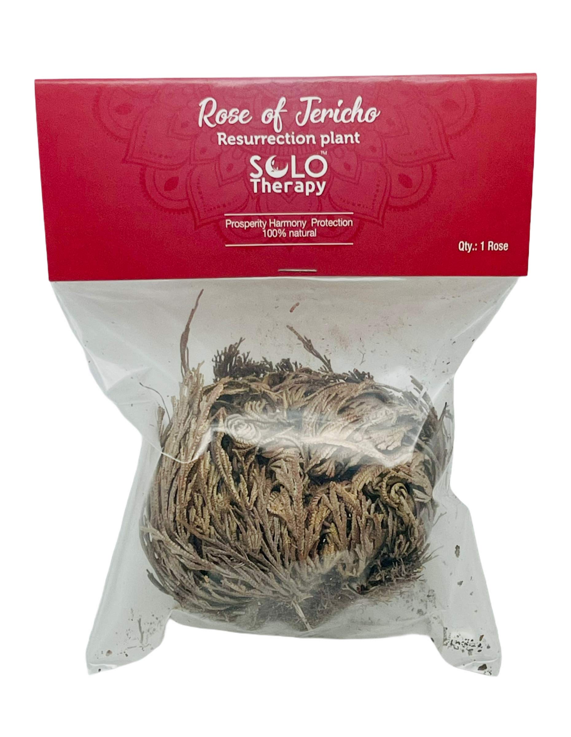 Rose of Jericho Flower The Resurrection Plant | Pack of 1 Dried Rose | Sacred Rose, Doradilla Plant | 3" - 4" Each (1)