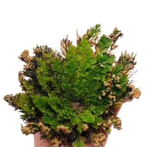 Rose of Jericho Flower The Resurrection Plant | Pack of 1 Dried Rose | Sacred Rose, Doradilla Plant | 3" - 4" Each (1)