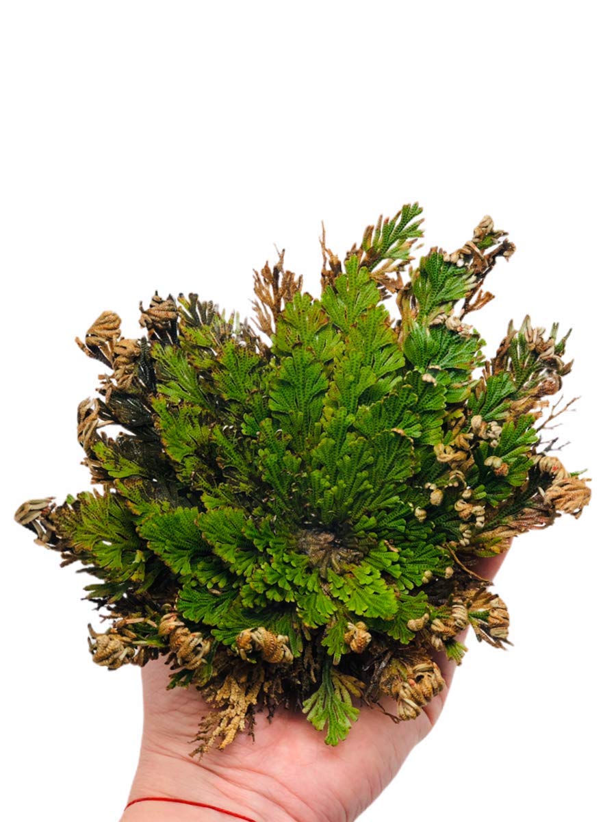 Rose of Jericho Flower The Resurrection Plant | Pack of 1 Dried Rose | Sacred Rose, Doradilla Plant | 3" - 4" Each (1)