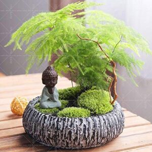 12 seeds of asparagus fern (asparagus setaceus)-small bamboo bonsai setose asparagus plants,clean the air potted