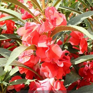 100+ Mixed Impatiens Balsamina Balsam Camelia Impatiens Seeds Double Flower Touch Me Not